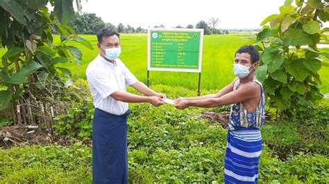 လှိုင်းဘွဲမြို့နယ်တွင် ကိုဗစ် ၁၉ ရောဂါ စီးပွားရေးကုစားမှုအစီအစဉ်အရ မိုးစပါးမျိုးစေ့ထုတ်တောင