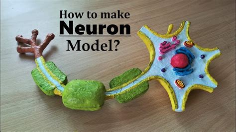 How To Make Neuron D Model Using Thermocol Neuron Model Cell Model Project Cell Model