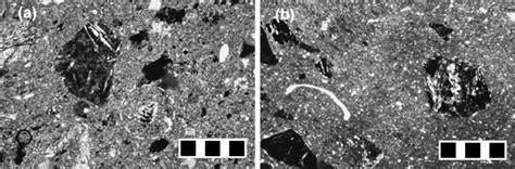 Microfossils And Rounded Igneous Rock Inclusions In Thin Sections Of