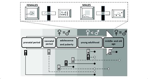 Sex Differences In Anxiety Like Behavior Assessed Using The Open Download Scientific Diagram