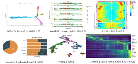 单细胞测序数据个性化分析方法有哪些？ 百迈客生物