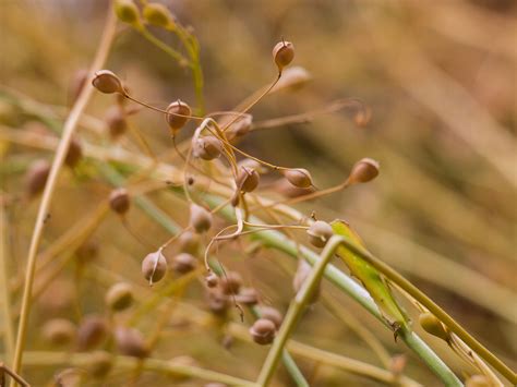 Camelina Oilgold Of Pleasure Oil Supplier For Industry And Trade