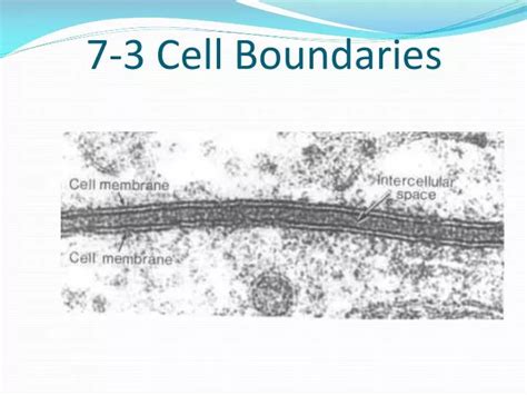 Ppt 7 3 Cell Boundaries Powerpoint Presentation Free Download Id