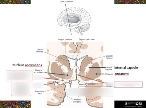 Cholinergic Neurons General Basal Ganglia Information Motor System Diagram Quizlet
