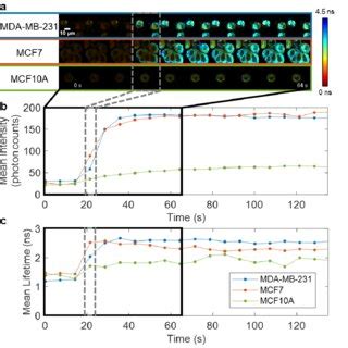 Responses of human breast cell lines during 1 μM STS induced apoptosis Download Scientific