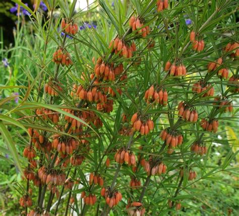 Shop All Mail Order Plants Page 36 Cistus Nursery