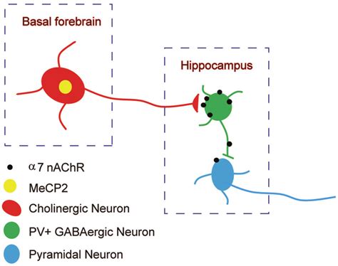 Schematic Diagram Of The Working Model Download Scientific Diagram