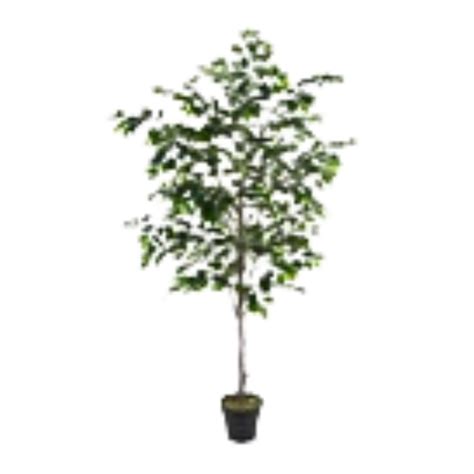 Pom Artificial Copac Ficus Cu Aspect Natural 180 Cm Emag Ro