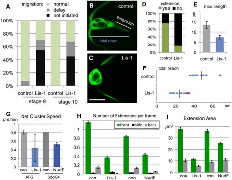 A Quantification Of Border Cell Migration Status For Stage 9 And