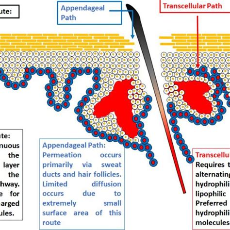 Pdf Ionic Liquids As Potential And Synergistic Permeation Enhancers