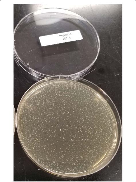 Presence Of C Diff Colony Forming Units When Peptone Buffer Is Used