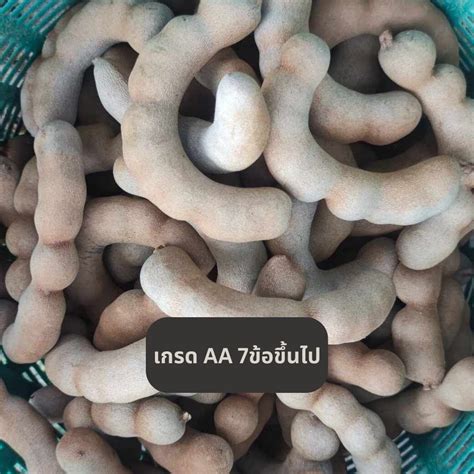 มะขามหวานสายพันธุ์สีทอง มะขามธรรมชาติไร้สารเคมี สวนรุ่งตะวัน จังหวัดพะเยา