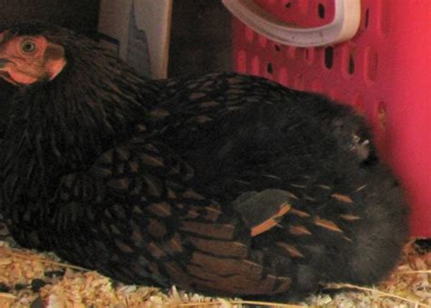 Bare Butted Golden Laced Wyandottes Backyard Chickens Learn How To