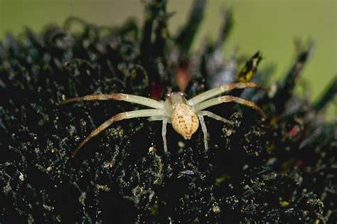 Mecaphesa Spider Mecaphesa Bugguide Net