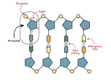 how to write a dna sequence and its complementary pairing genetic