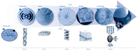 Modular Structure Starch