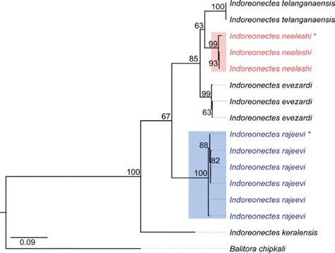 maximum likelihood phylogram based on coxi and cytb gene sequences