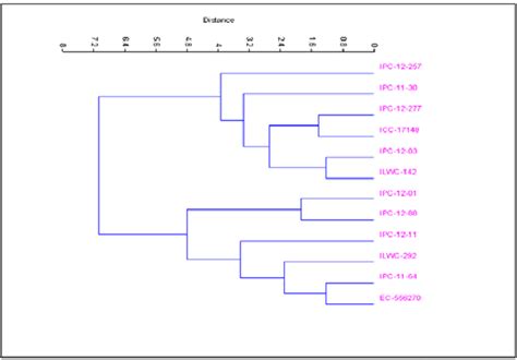 Dendrogram Of 12 Chickpea Accessions Based On Rapd Pcr Amplification