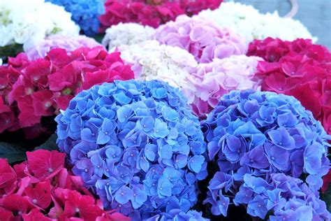 Dwarf Aoklleaf Hydrangea Varieties You Can Grow Plantly