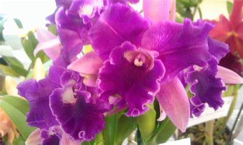 Plant Photography Unknown Purple Orchid Cultivar