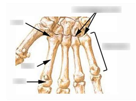 Metacarpals Labeling Diagram Quizlet