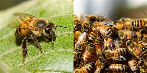 Africanized Honey Bees What Are These Killer Bees Carolina Honeybees