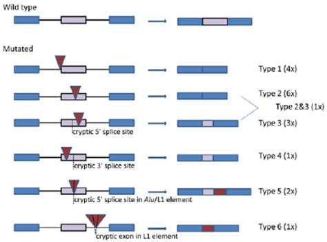 Schematic Presentation Of The Splicing Effects Caused By The Identified