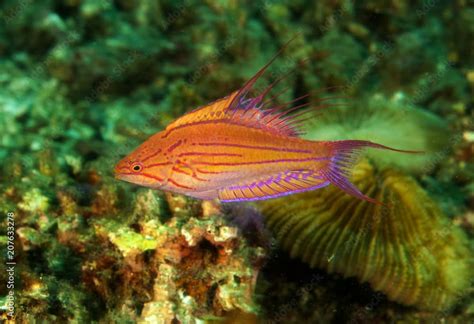 Filamentous Wrasse Paracheilinus Filamentosus Complete Care Guide