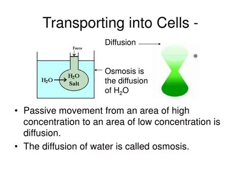 The Relationship Between Venn Diagrams And The Concepts Of Diffusion And Osmosis