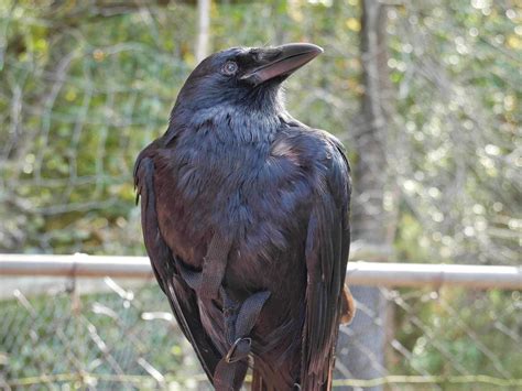 My Beautiful Blind Crow R Crows