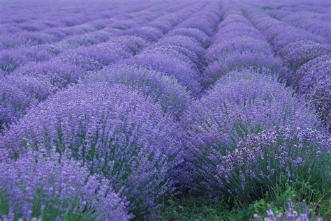 Different Types Of Lavender Plants