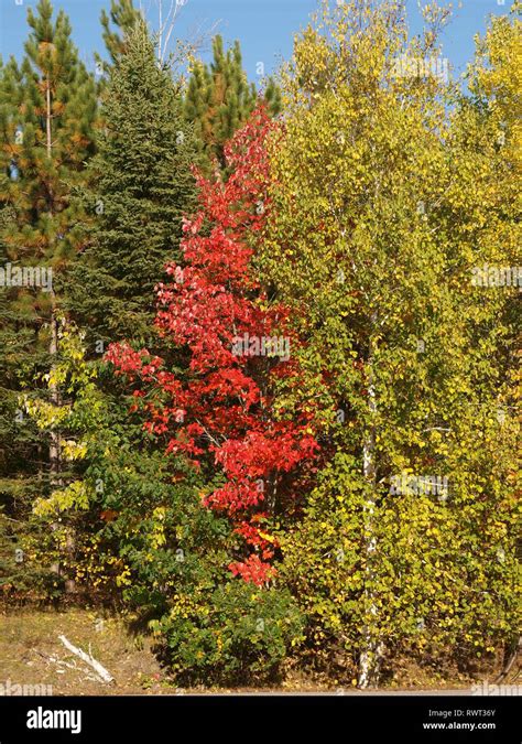 Trees Turning Colors In Fall Hi Res Stock Photography And Images Alamy