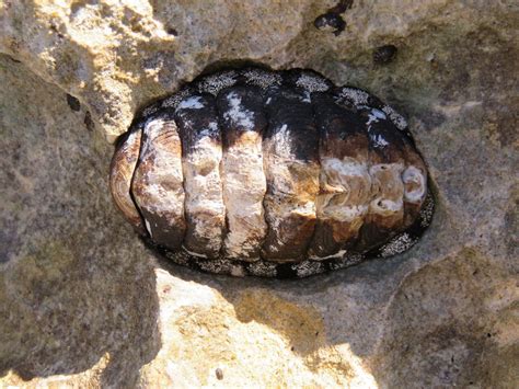 Looks Like A Giant Isopod Fossil Id The Fossil Forum
