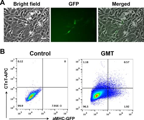 Production Of Cardiomyocyte Like Cells By Fibroblast Reprogramming With Defined Factors