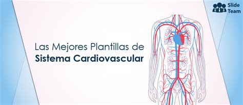 Asuntos Del Sistema Cardiovascular Top 8 Plantillas