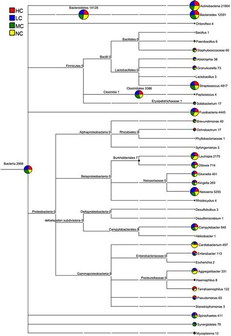 Human Classification Taxonomy Chart The Orangutan Classification