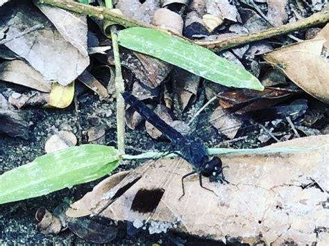 Kenya Pic Of A Dragonfly Kenya Travel Kenya Travel Fun