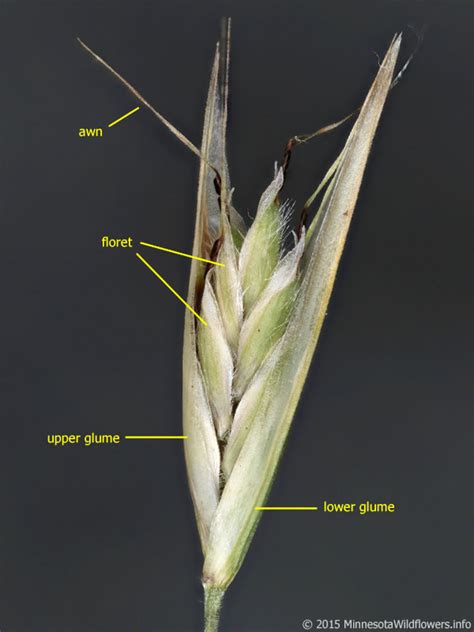 Danthonia Spicata Poverty Grass Minnesota Wildflowers