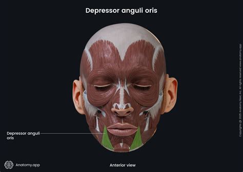 Depressor Anguli Oris Anterior View Anatomy App