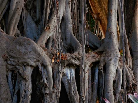 Close Up Trunk Of Giant 200 Years Old Tree Ficus Macrophylla Columnaris Moraceae With Many
