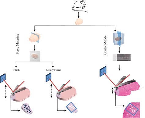 Schematic Representation Of The Experimental Workflow Schematic