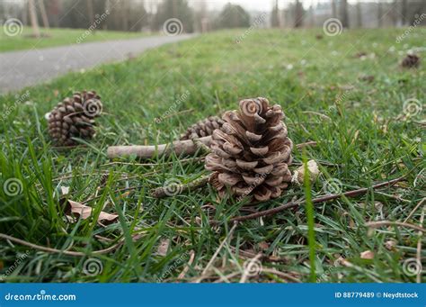 Cones Of Pine In The Grass Stock Image Image Of Ground 88779489