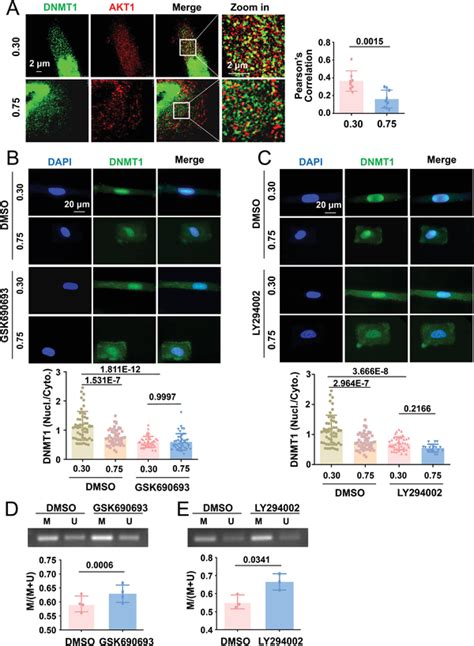 Geometric Constraints Control The Subcellular Distribution Of Dnmt1 In Download Scientific