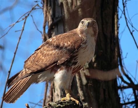 Red Tailed Hawk Mating