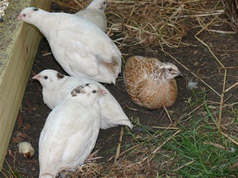 White Quail