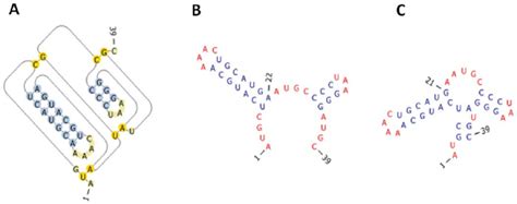 alfalfa mosaic virus rna 4 protein binding site a secondary structure