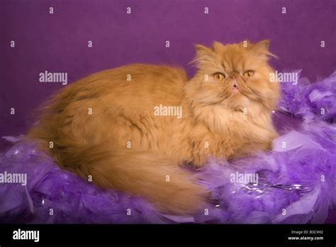 Orange Himalayan Cat