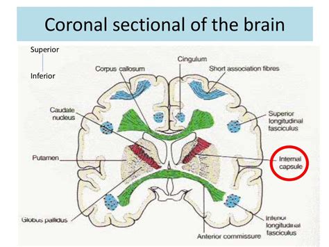Internal Capsule Anatomy