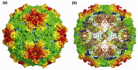 7 The Structure Of Stmv A The Structure Of Stmv Represented By Its