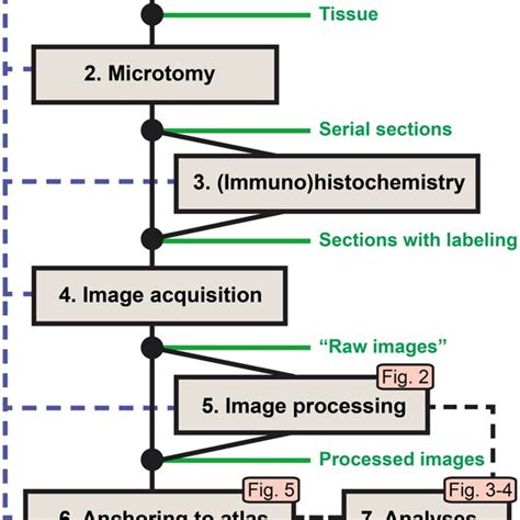 Workflow For Acquiring And Processing Of Section Based Image Data For Download Scientific